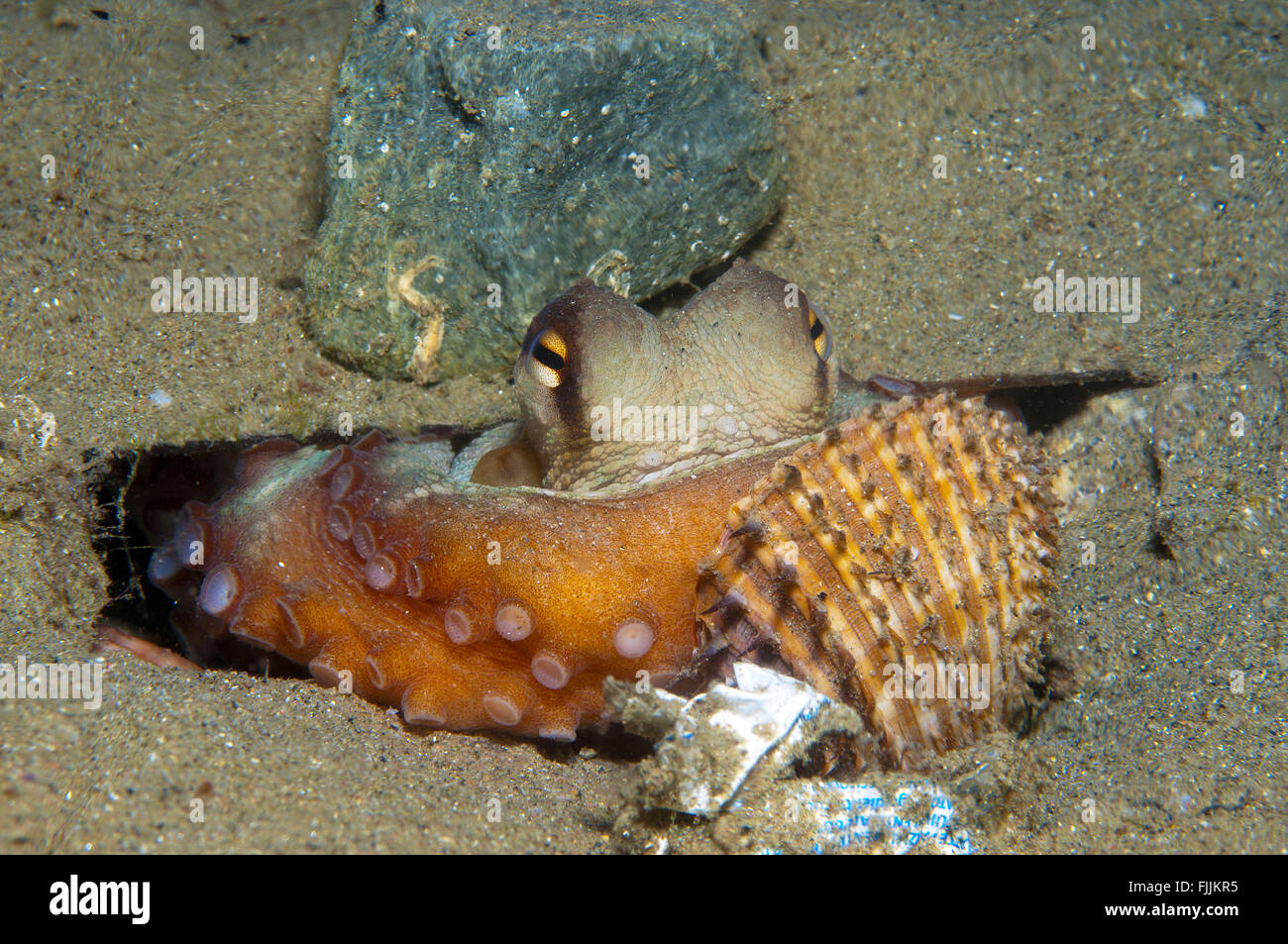 small invertebrate looking food on algae Stock Photo - Alamy