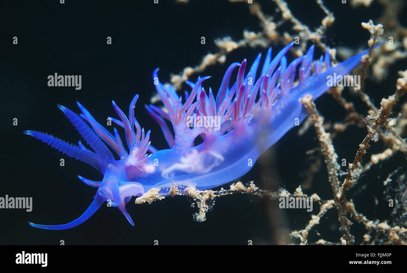 a small purple invertebrate slips on the seabed Stock Photo - Alamy