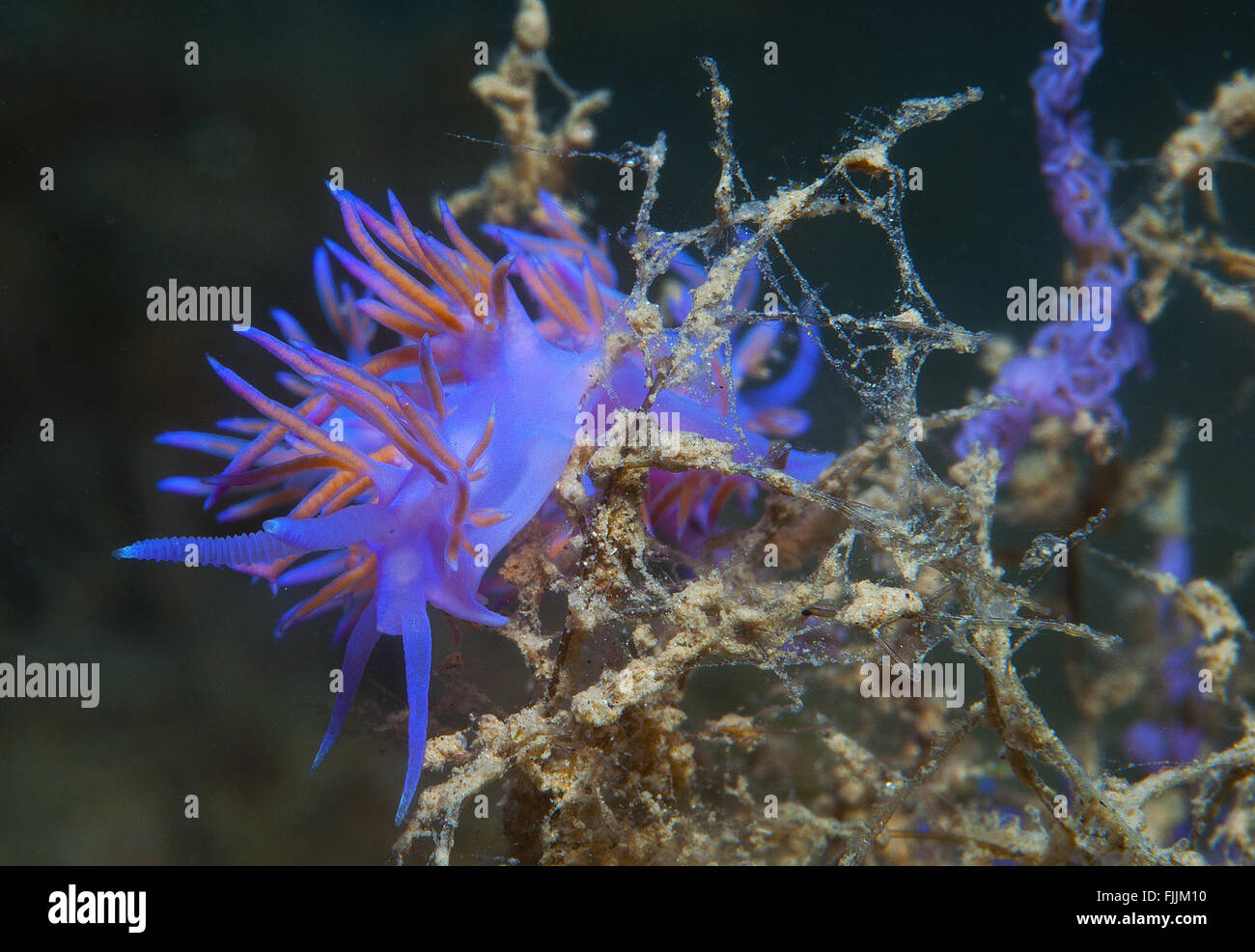 a small purple invertebrate slips on the seabed Stock Photo - Alamy