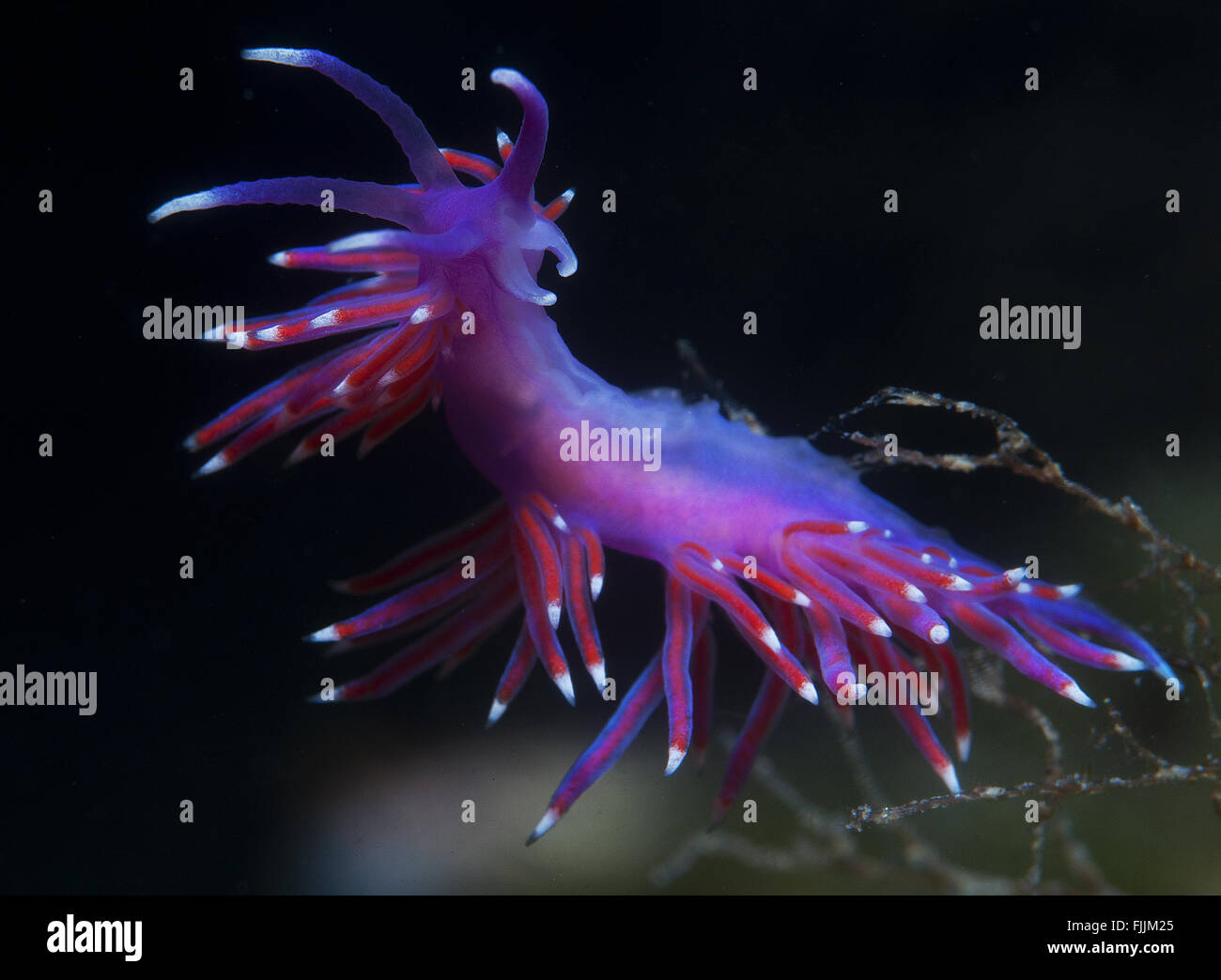 small invertebrate looking food on algae Stock Photo - Alamy