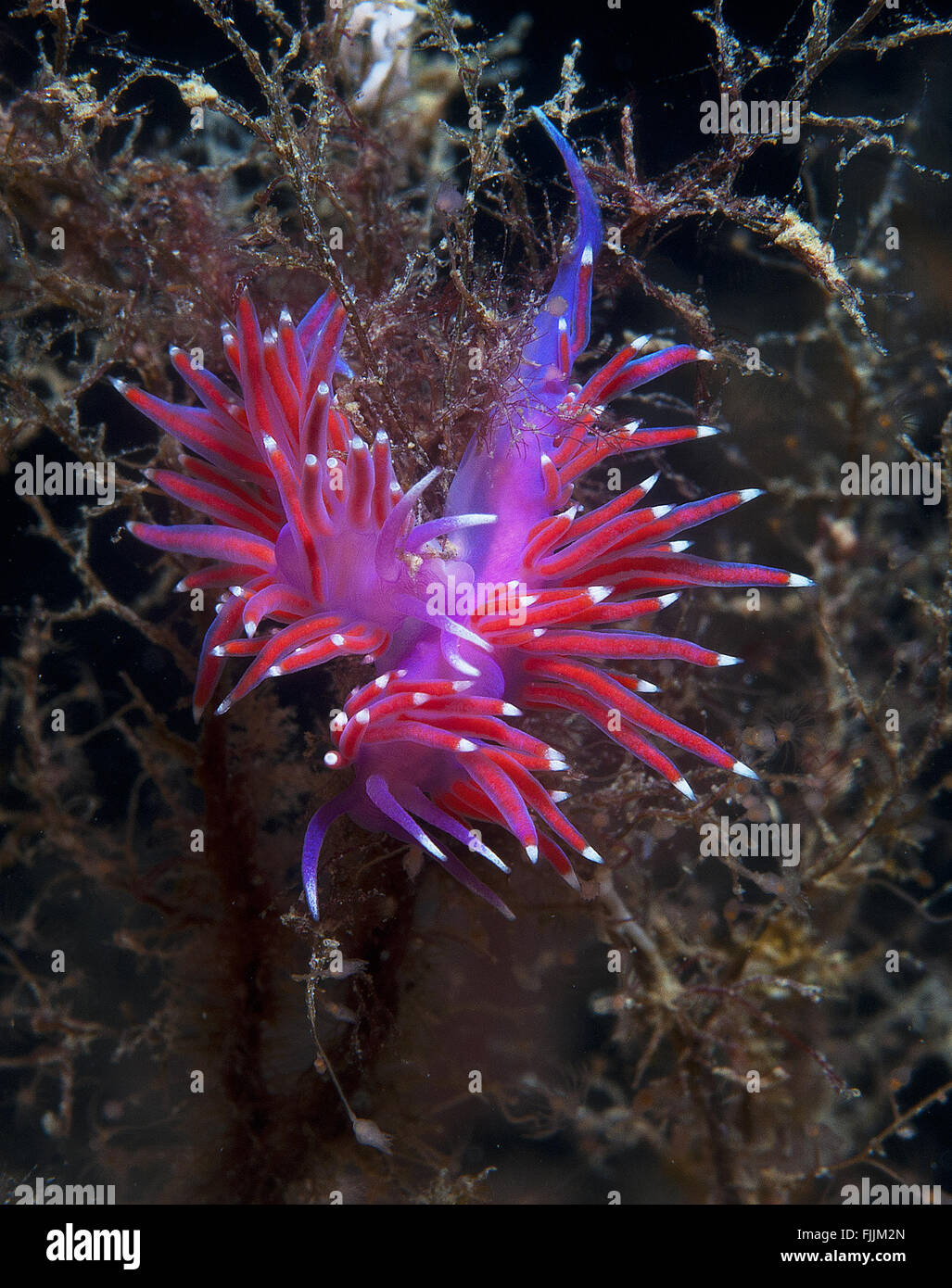 small invertebrate looking food on algae Stock Photo - Alamy
