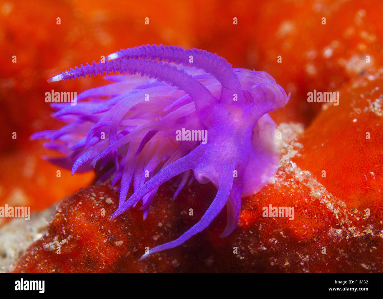 small invertebrate looking food on algae Stock Photo - Alamy