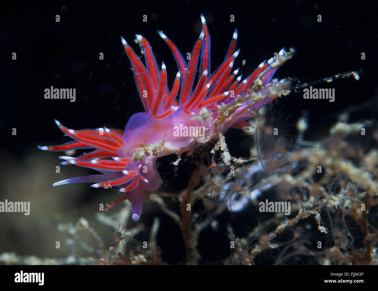 small invertebrate looking food on algae Stock Photo - Alamy