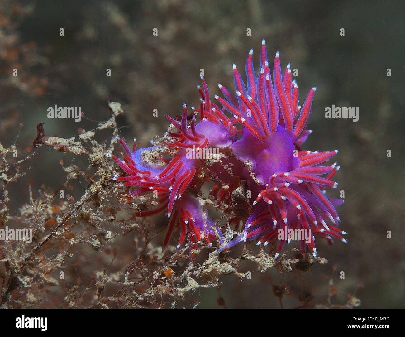small invertebrate looking food on algae Stock Photo - Alamy