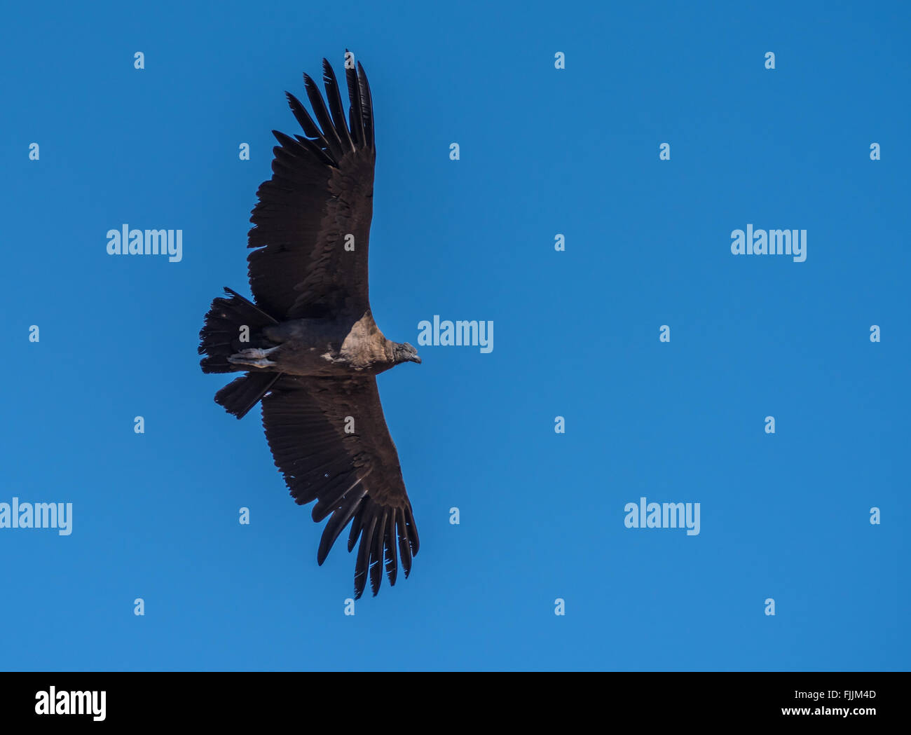 Andean condor, national symbol of Peru Stock Photo - Alamy