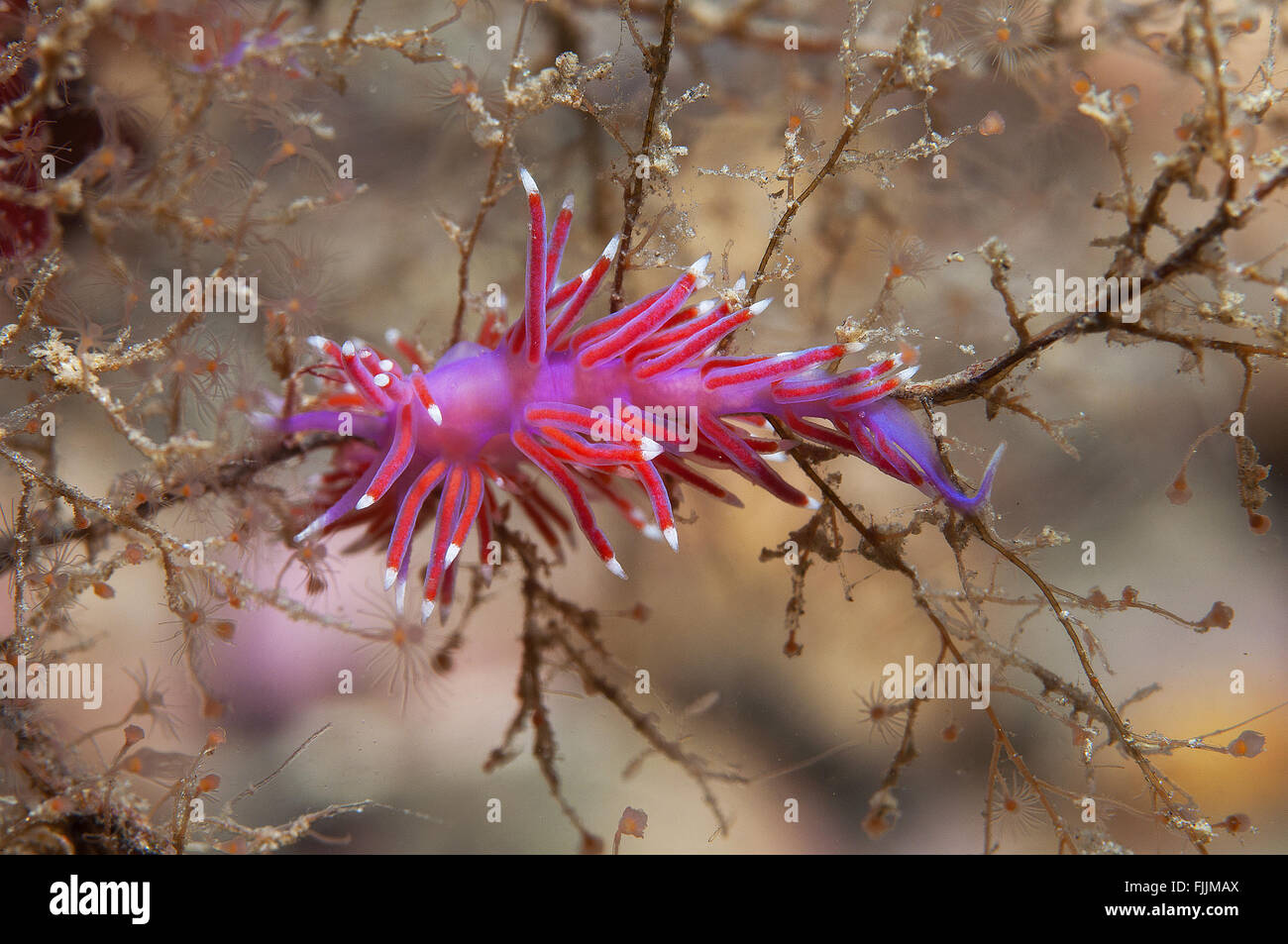 small invertebrate looking food on algae Stock Photo - Alamy