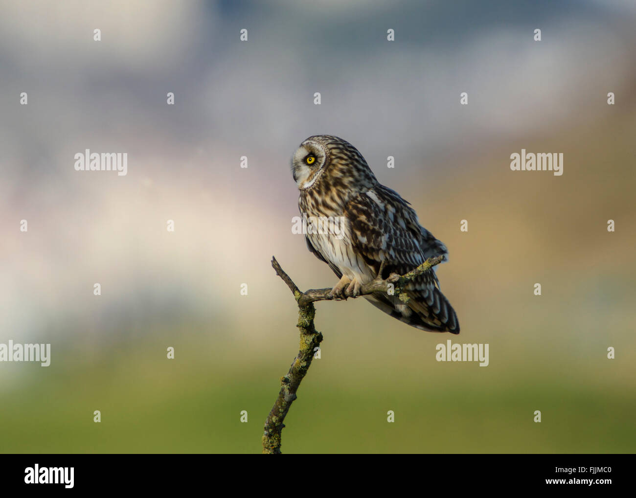 Short-eared owl about to take from perch in late afternoon light Stock ...
