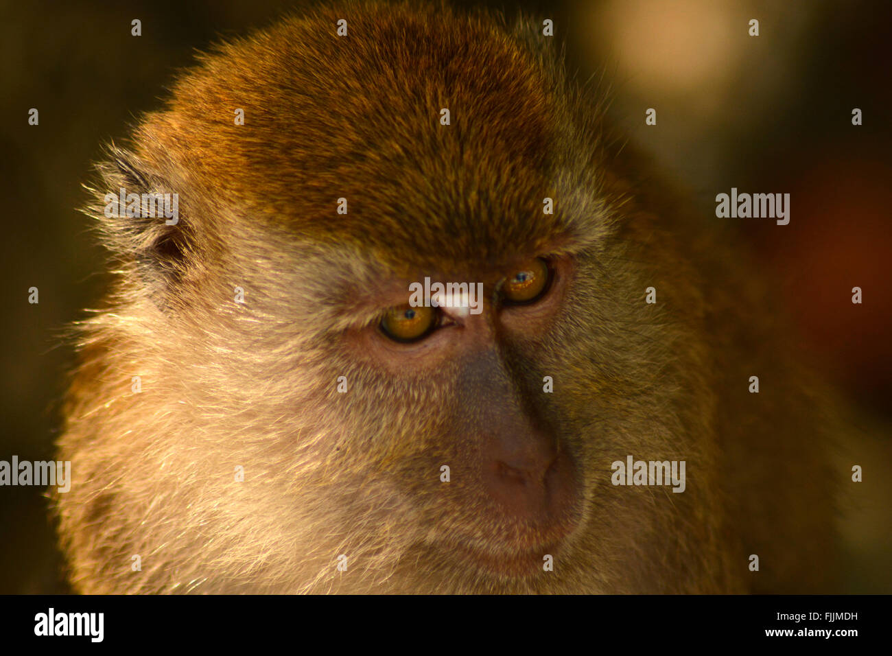 Monkey stare hi-res stock photography and images - Alamy