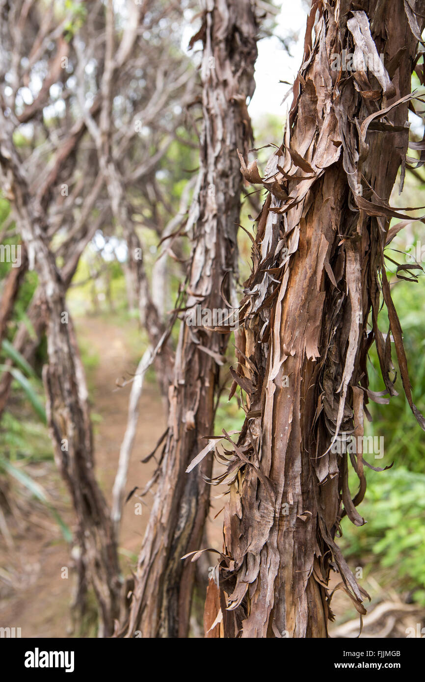 New zealand tea tree hi-res stock photography and images - Alamy