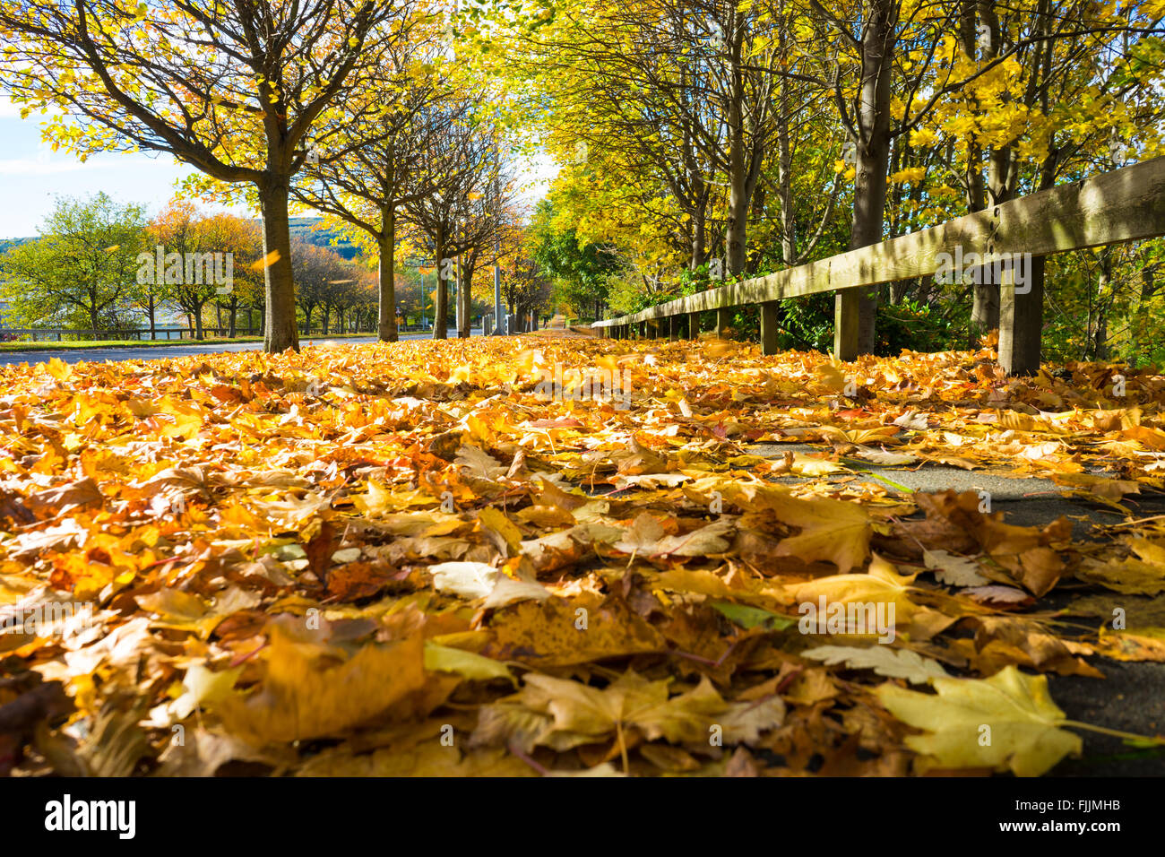 Pathway of Autumn leaves Stock Photo - Alamy