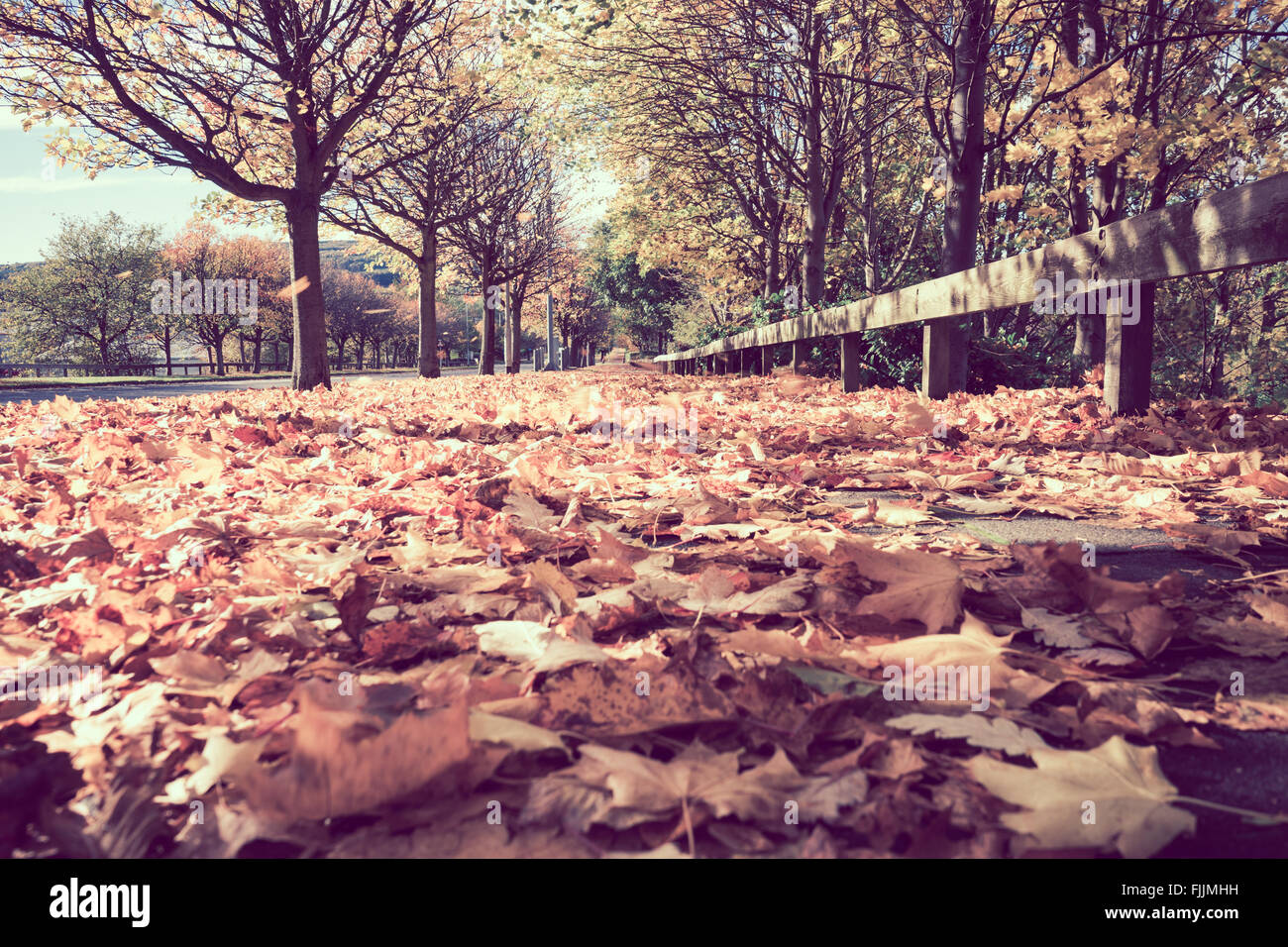 Pathway of Autumn leaves Stock Photo - Alamy