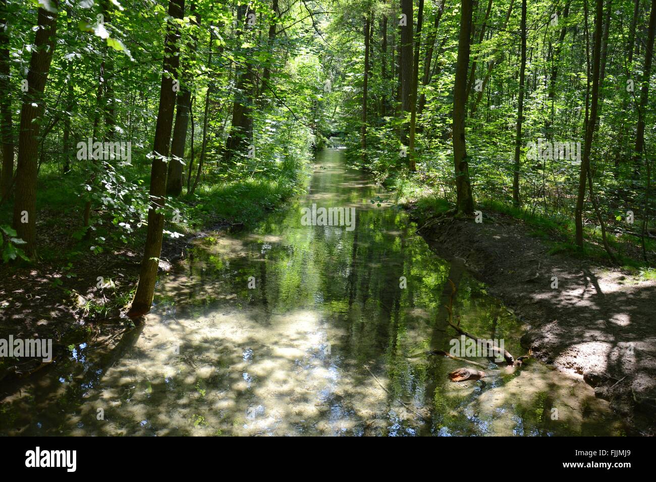 Reflections forest hi-res stock photography and images - Alamy