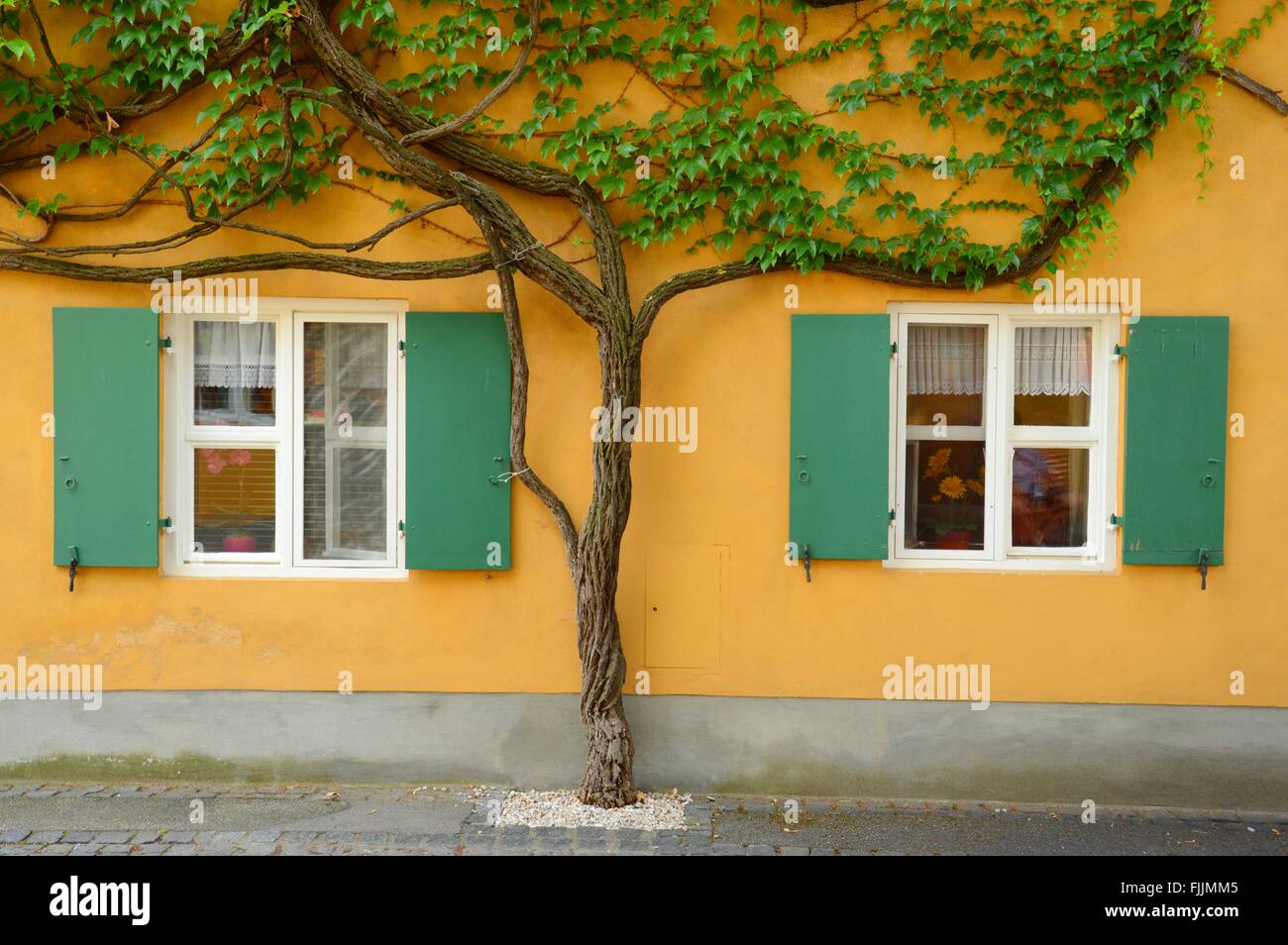 the tree and the two windows are made really for this photo Stock Photo ...
