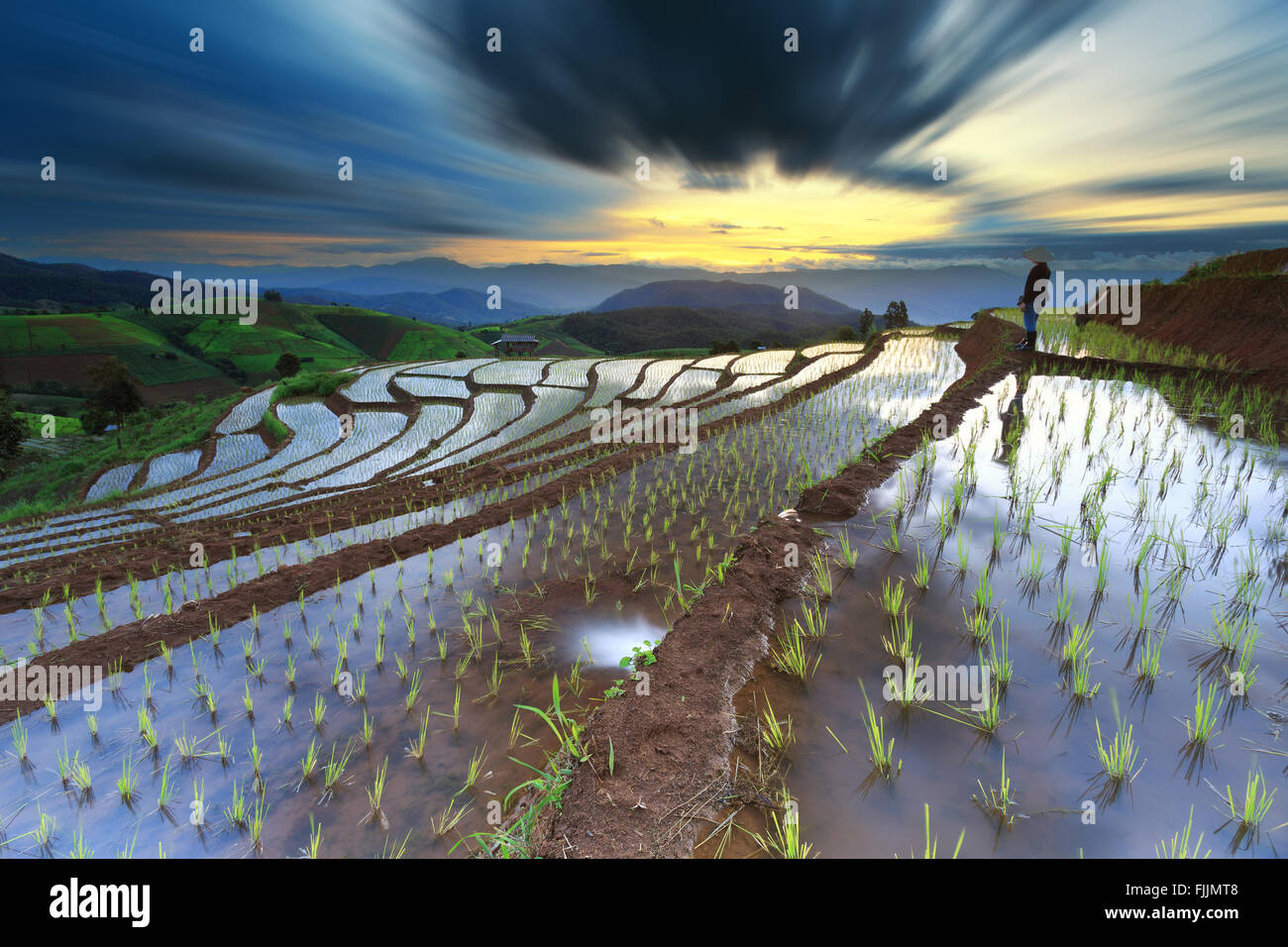 Rice Field Wallpaper Thai