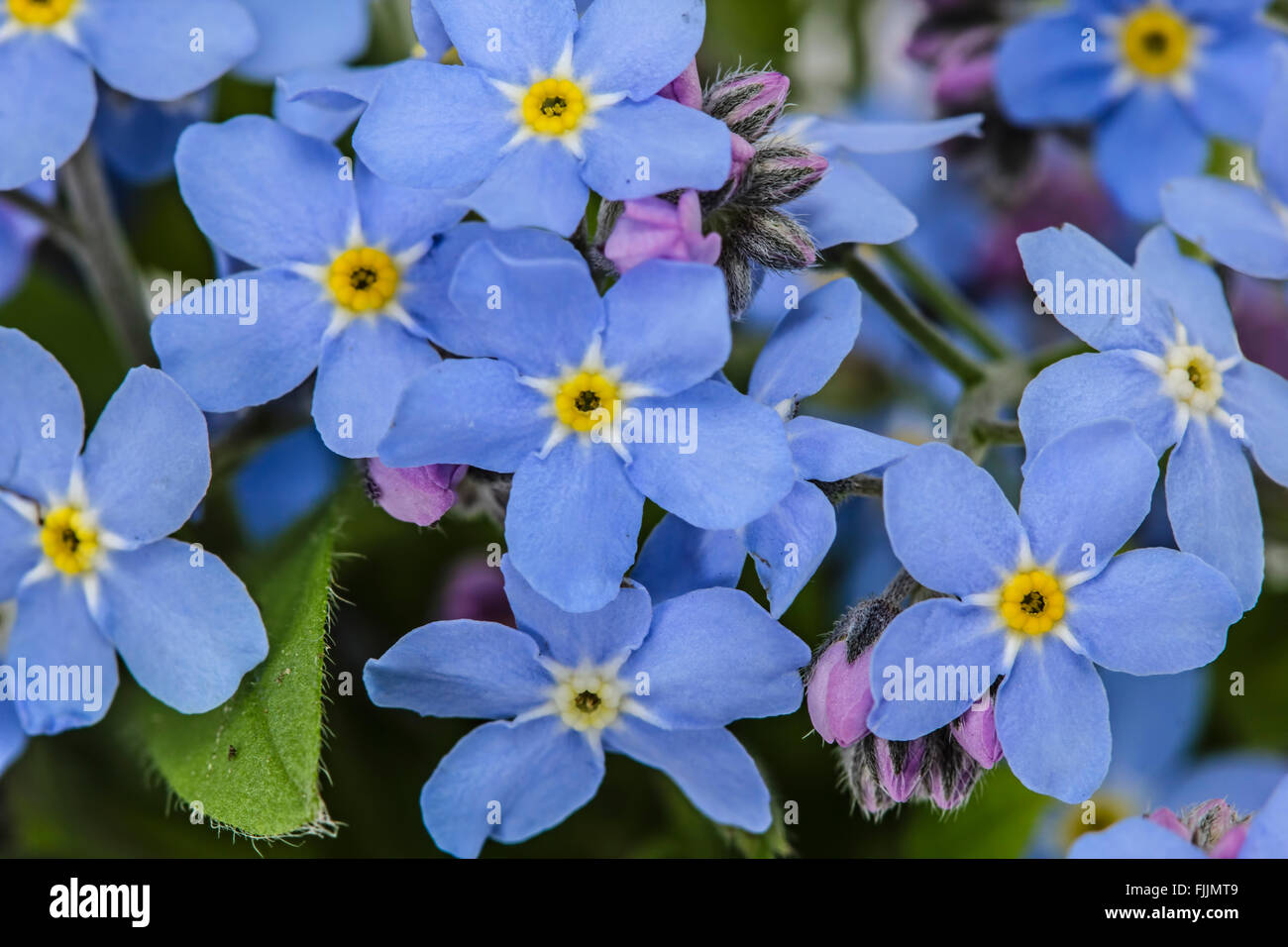 Beautiful abstract background of forget-me-not, close-up Stock Photo ...