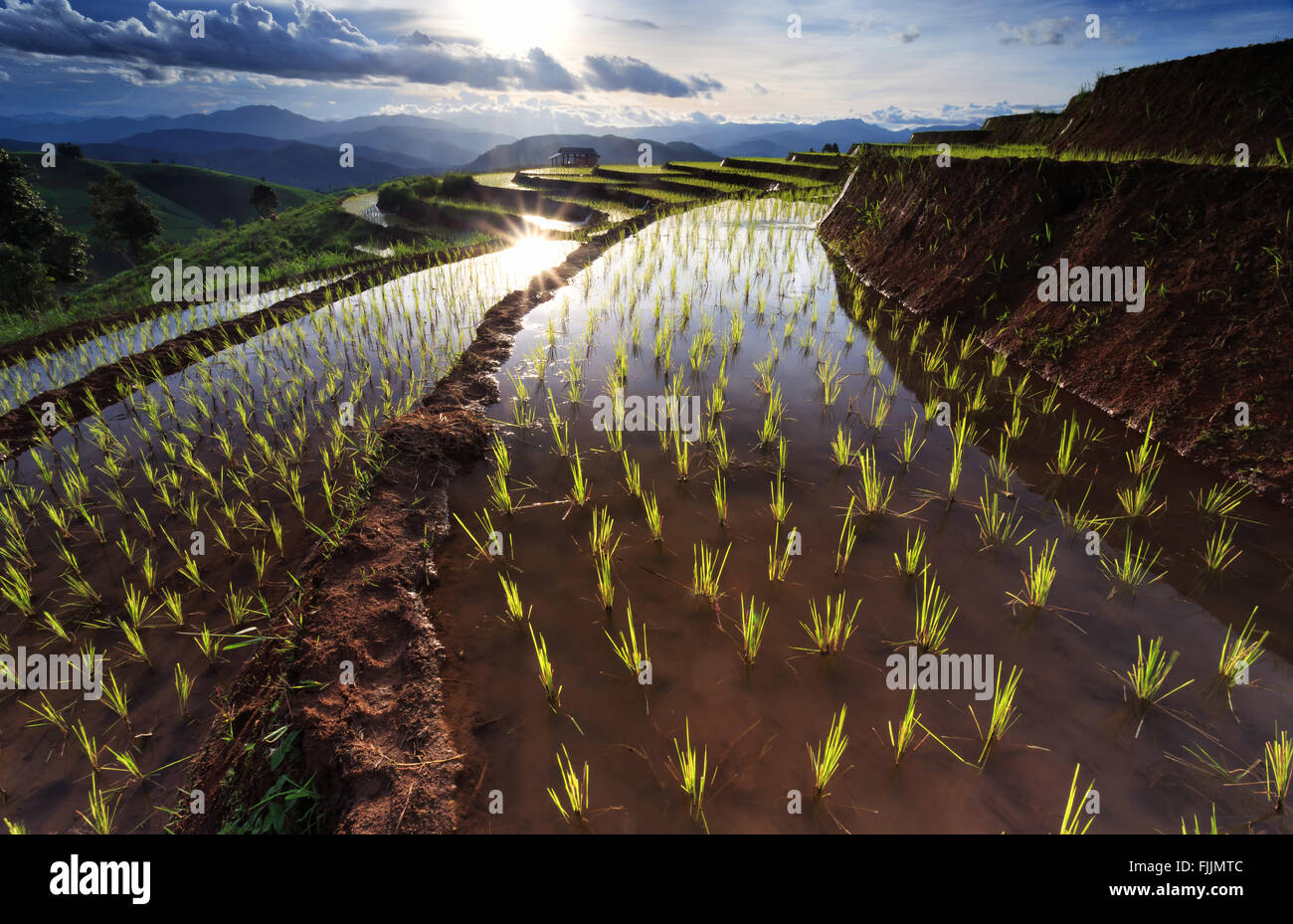 Malaysia rice field terraced hi-res stock photography and images - Alamy