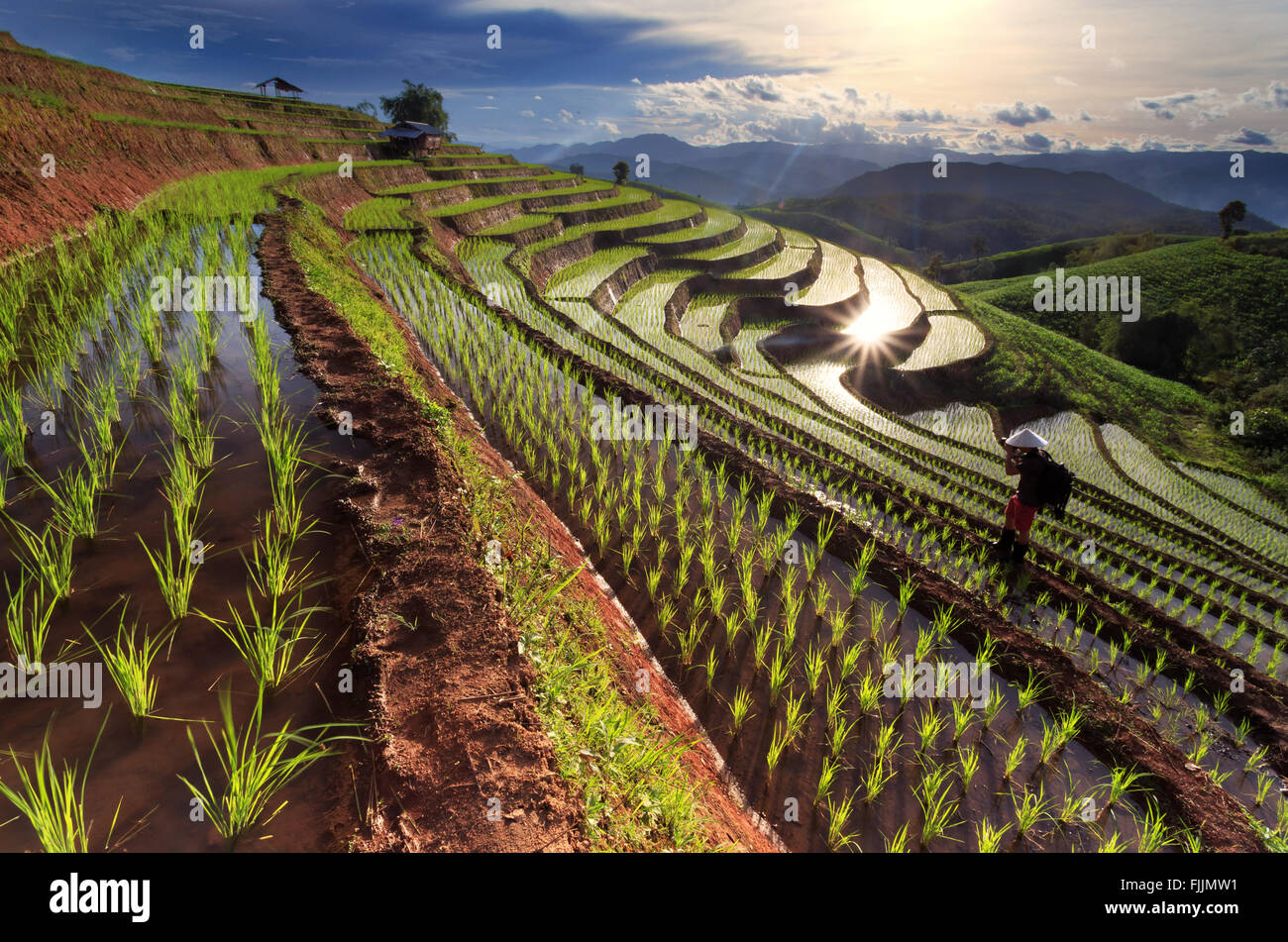 Rice fields on terraced at Chiang Mai, Thailand Stock Photo - Alamy