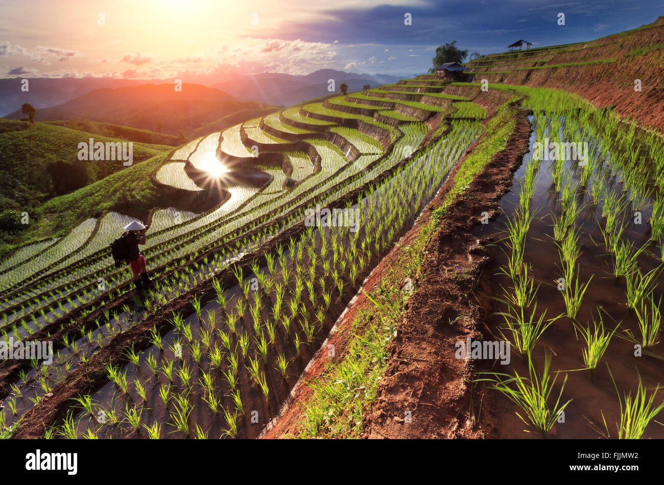 Rice fields on terraced at Chiang Mai, Thailand Stock Photo - Alamy