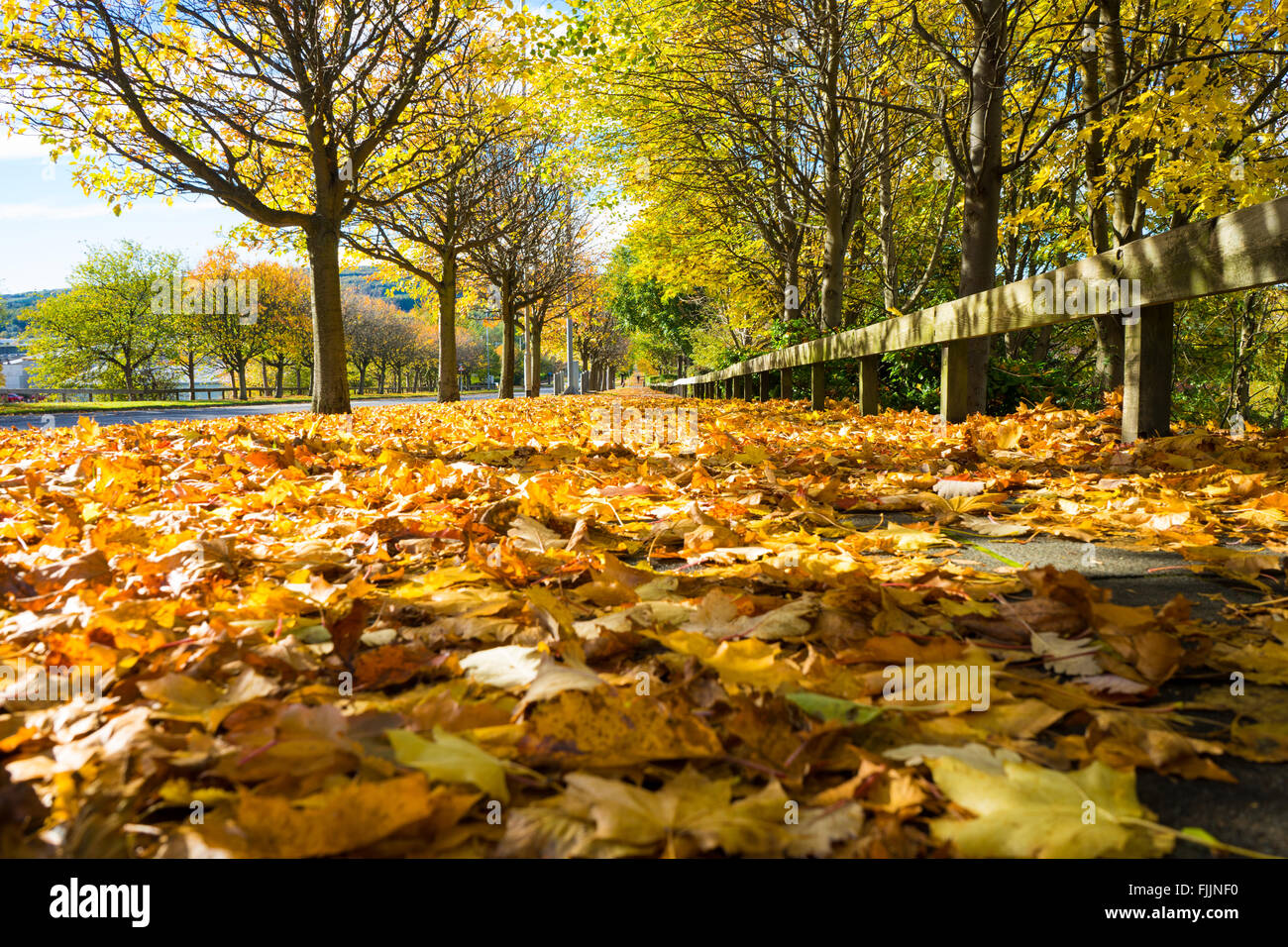 Pathway of Autumn leaves Stock Photo - Alamy