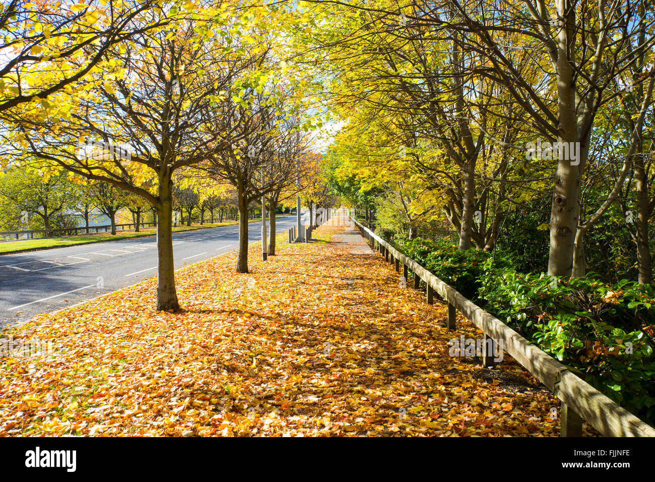 Pathway of Autumn leaves Stock Photo - Alamy