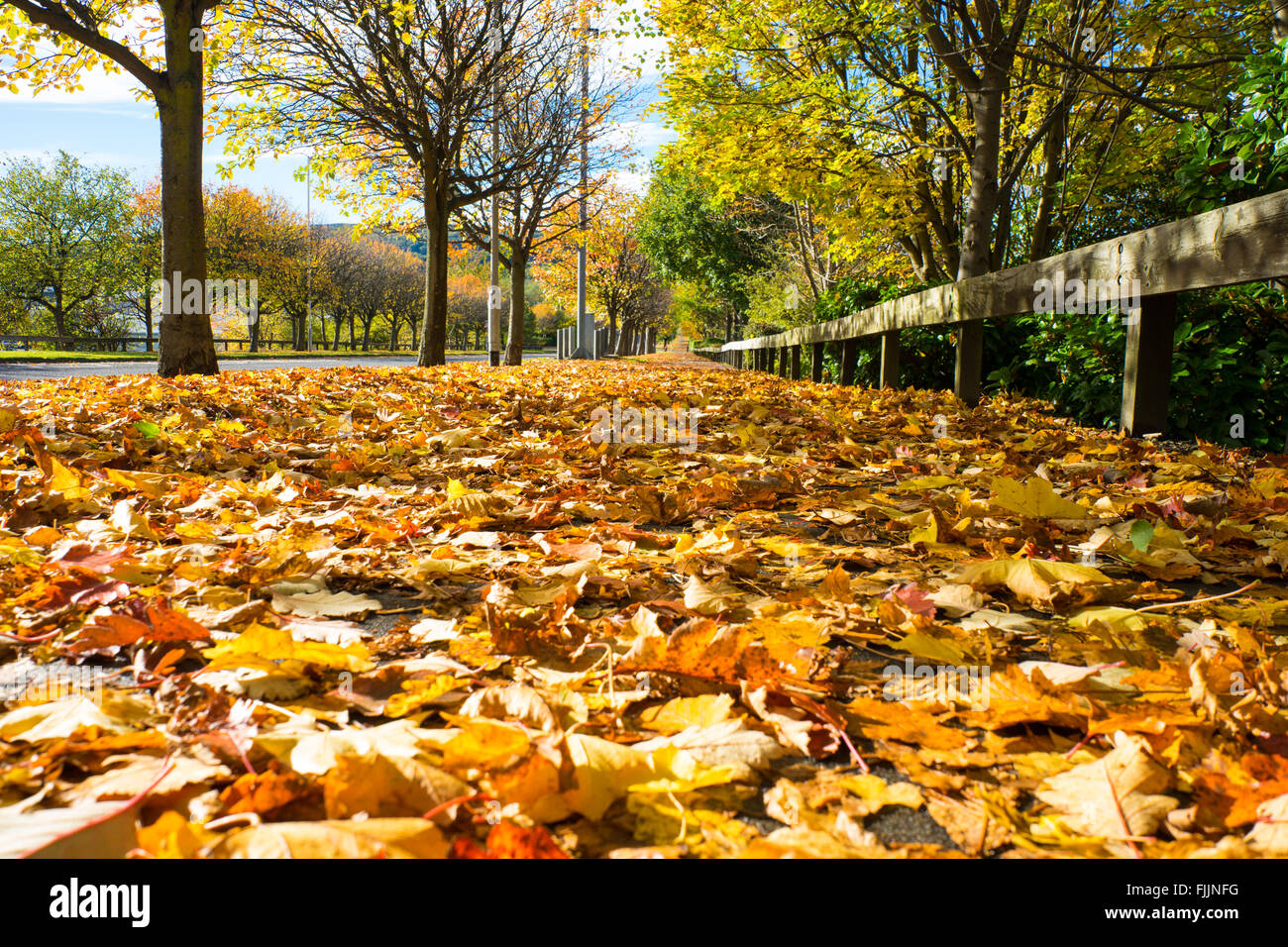 Pathway of Autumn leaves Stock Photo - Alamy