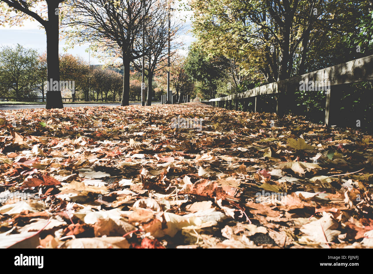 Pathway of Autumn leaves Stock Photo - Alamy