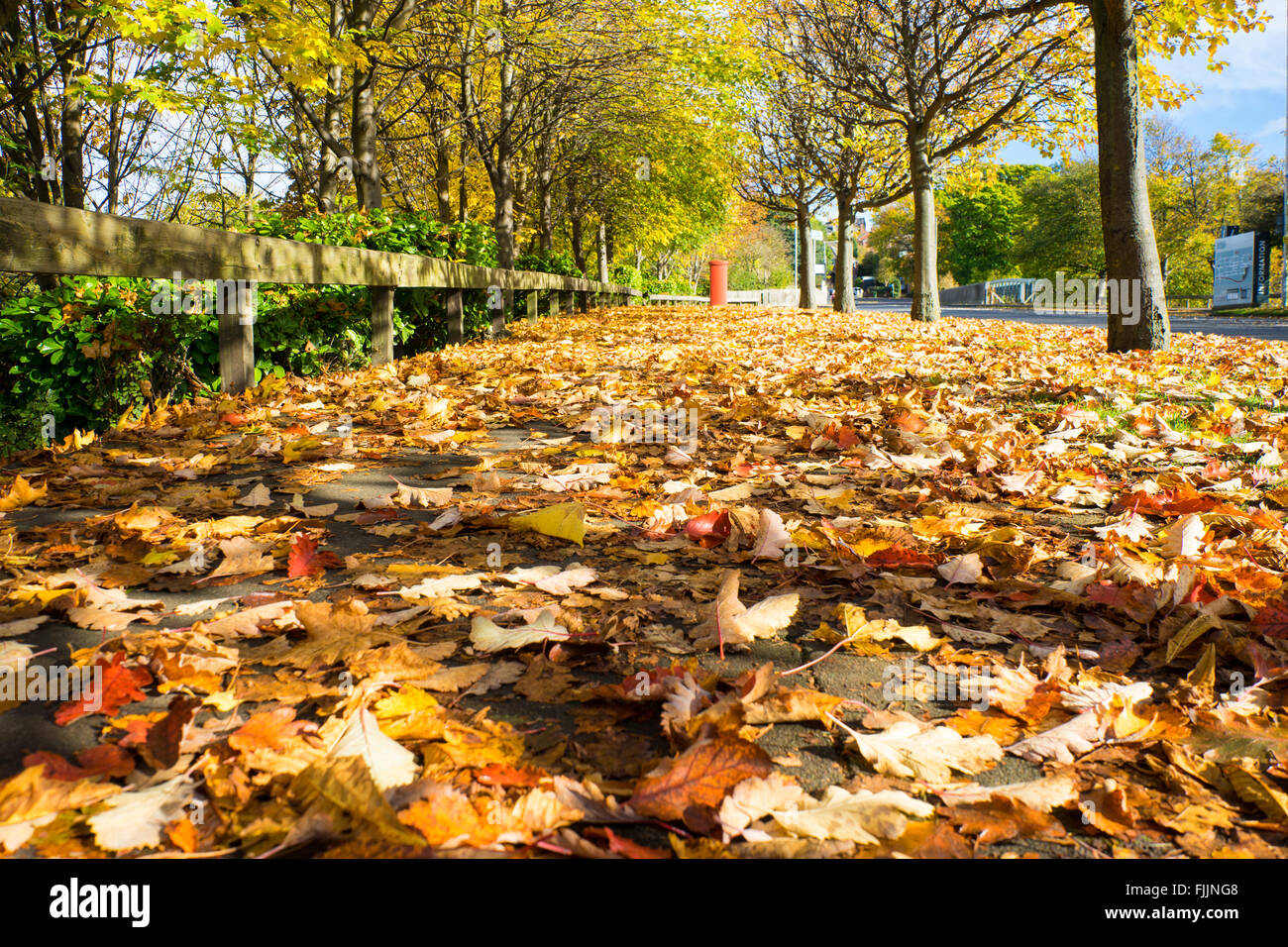 Pathway of Autumn leaves Stock Photo - Alamy