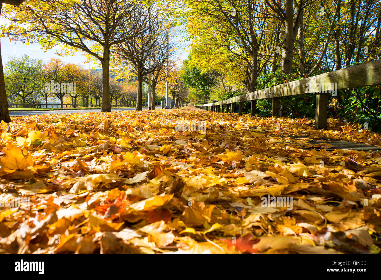 Pathway of Autumn leaves Stock Photo - Alamy