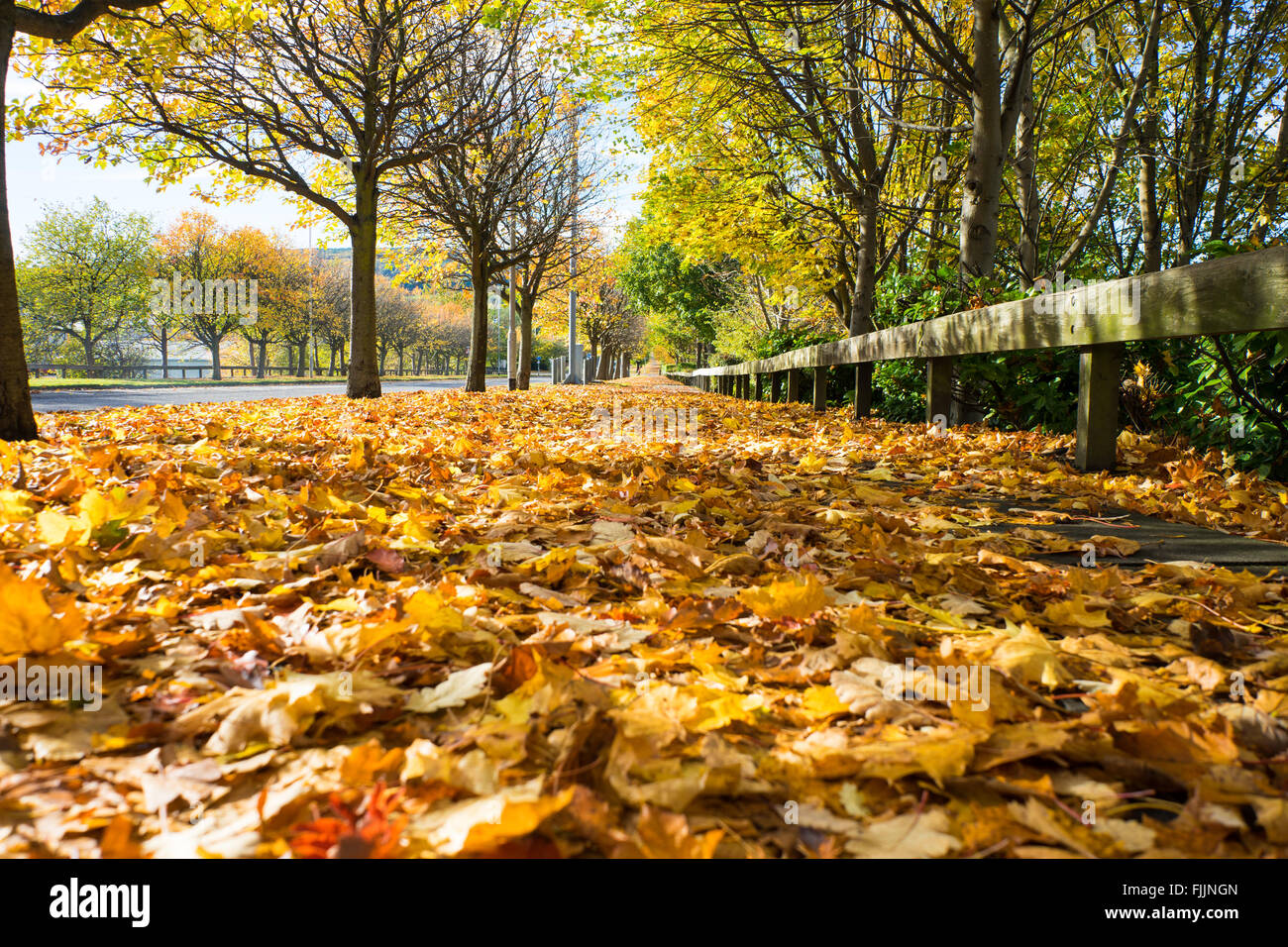 Pathway of Autumn leaves Stock Photo - Alamy