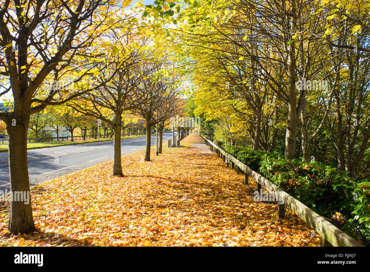 Pathway of Autumn leaves Stock Photo - Alamy