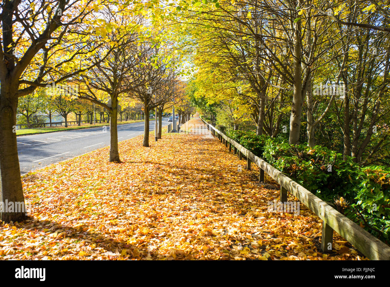 Pathway of Autumn leaves Stock Photo - Alamy