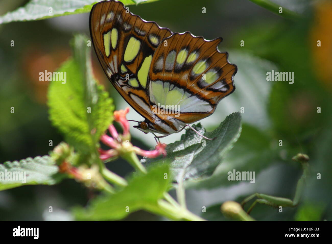 Praying mantis butterfly hi-res stock photography and images - Alamy