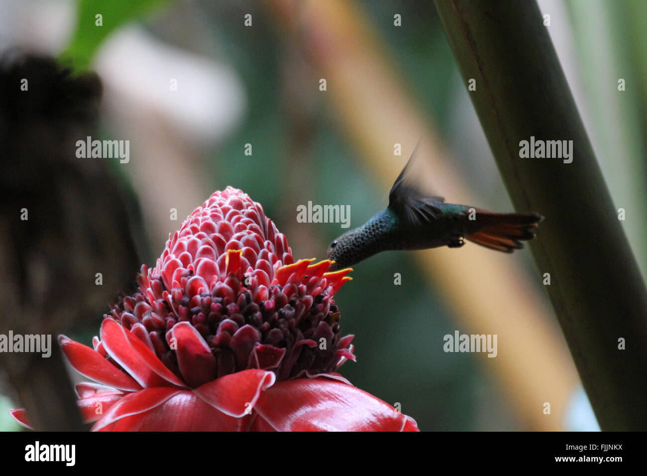Ginger flower costa rica hi-res stock photography and images - Alamy