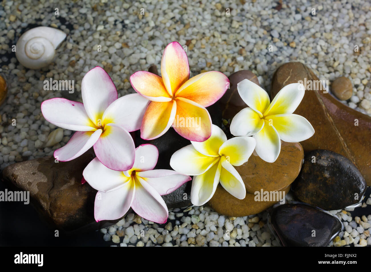 Frangipani Flower In Water High Resolution Stock Photography and Images ...