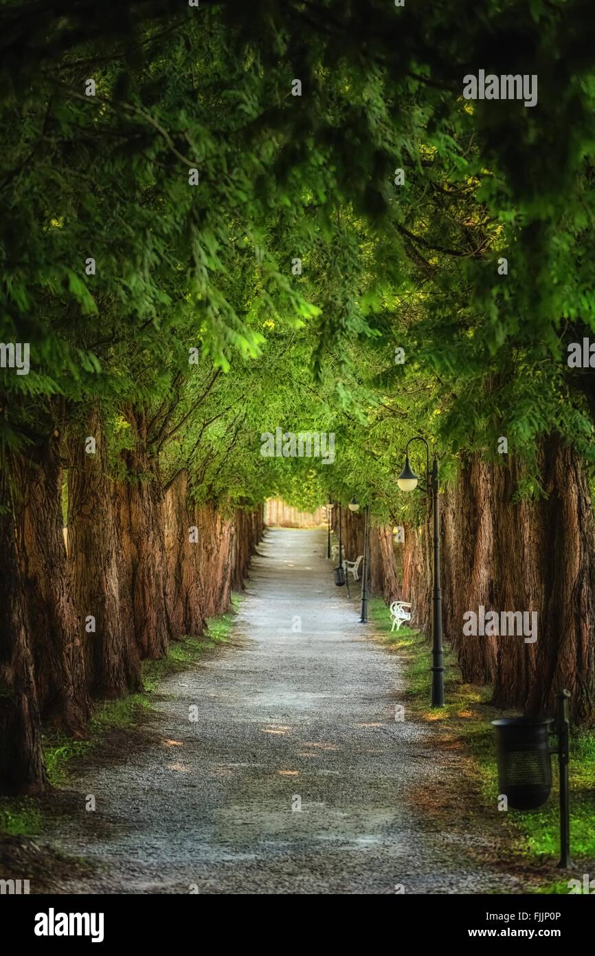 Pathway through the forest Stock Photo - Alamy