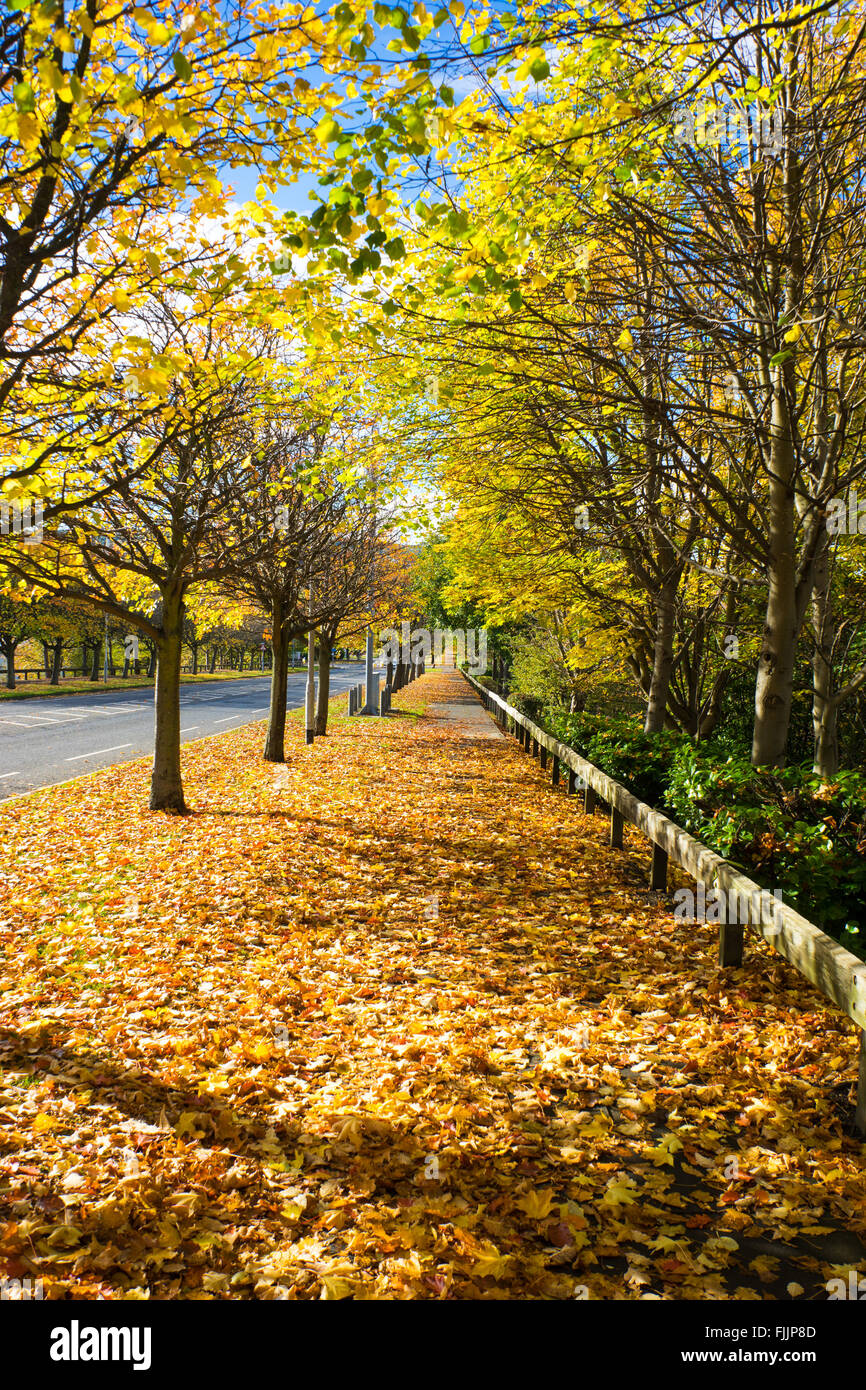 Pathway of Autumn leaves Stock Photo - Alamy