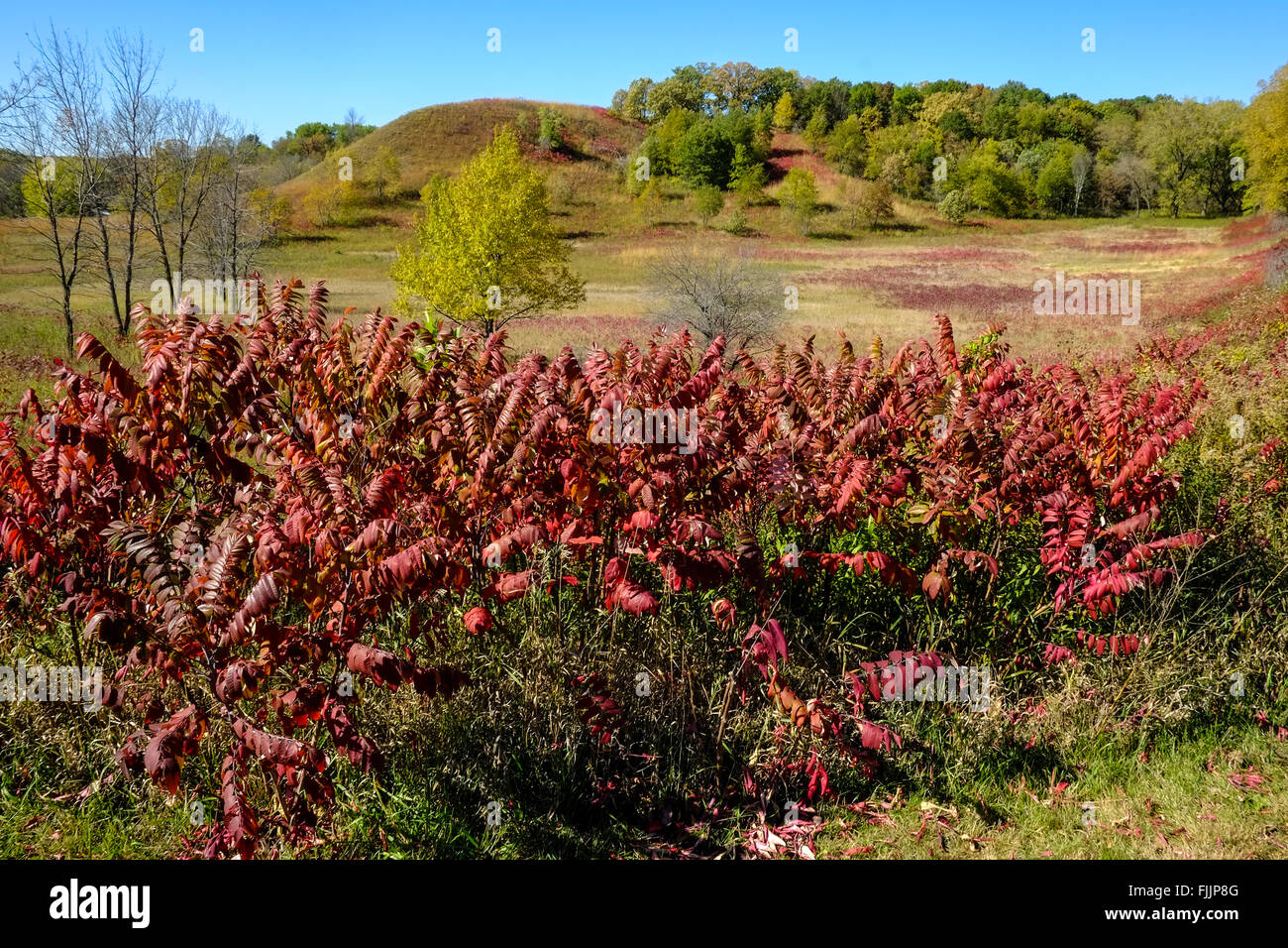 The red leaves of sumac highlight this fall prairie landscape in ...