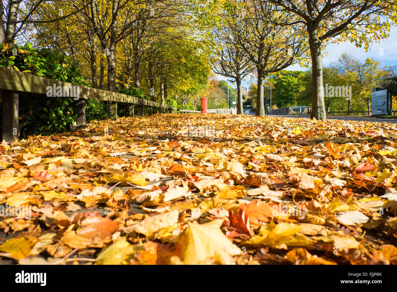 Pathway of Autumn leaves Stock Photo - Alamy