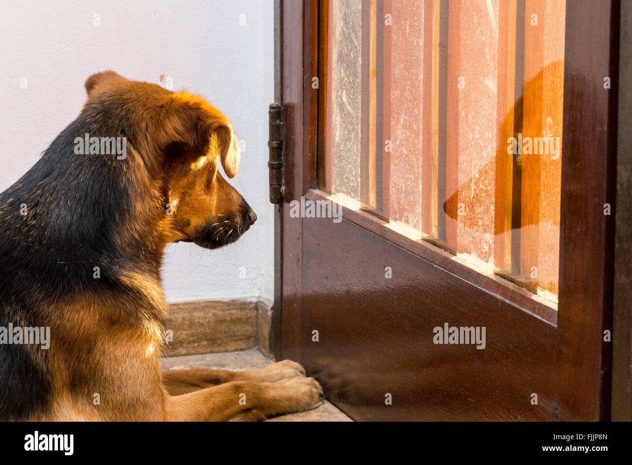 Dog is watching outside trough the front door Stock Photo - Alamy