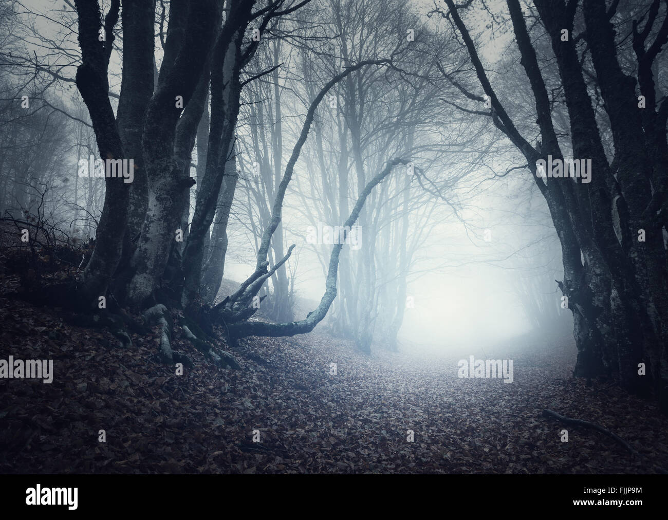 Scary mysterious forest in fog in autumn. Magic trees. Nature misty ...