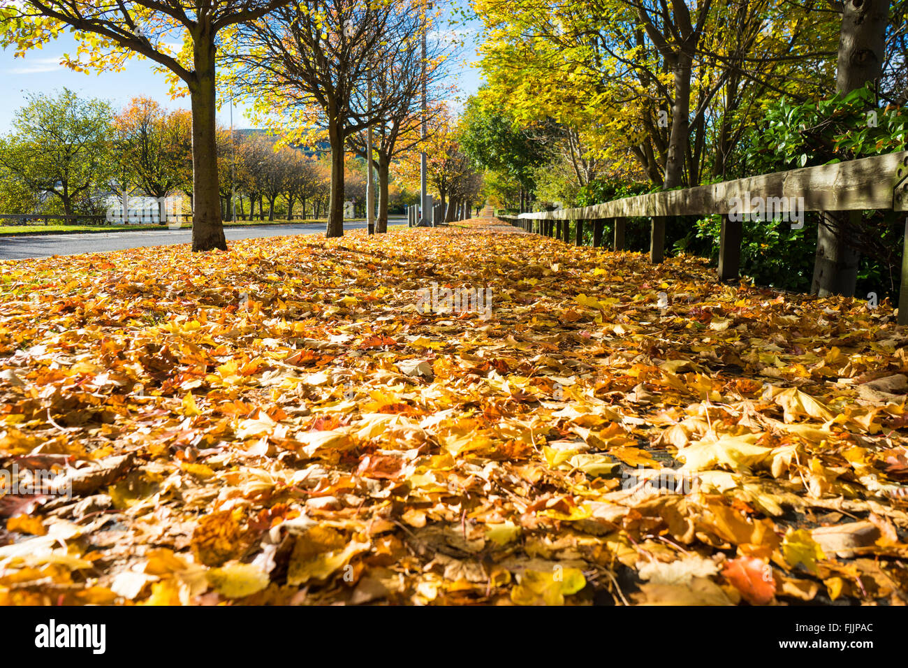 Pathway of Autumn leaves Stock Photo - Alamy
