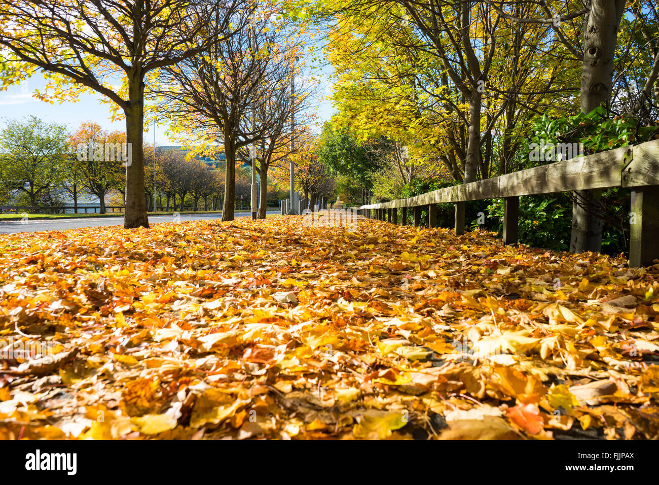 Pathway of Autumn leaves Stock Photo - Alamy