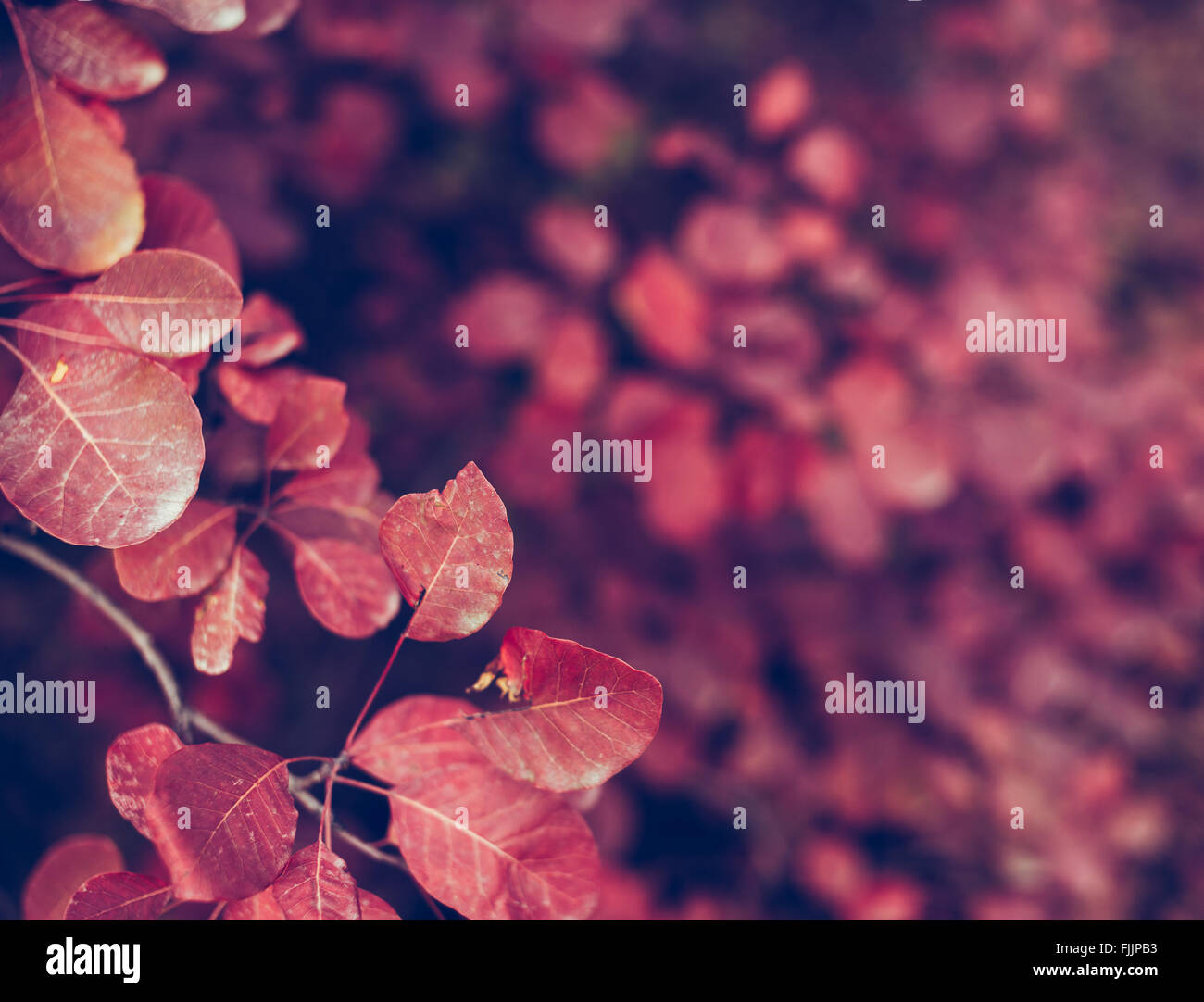 Soft green leaves background hi-res stock photography and images - Alamy