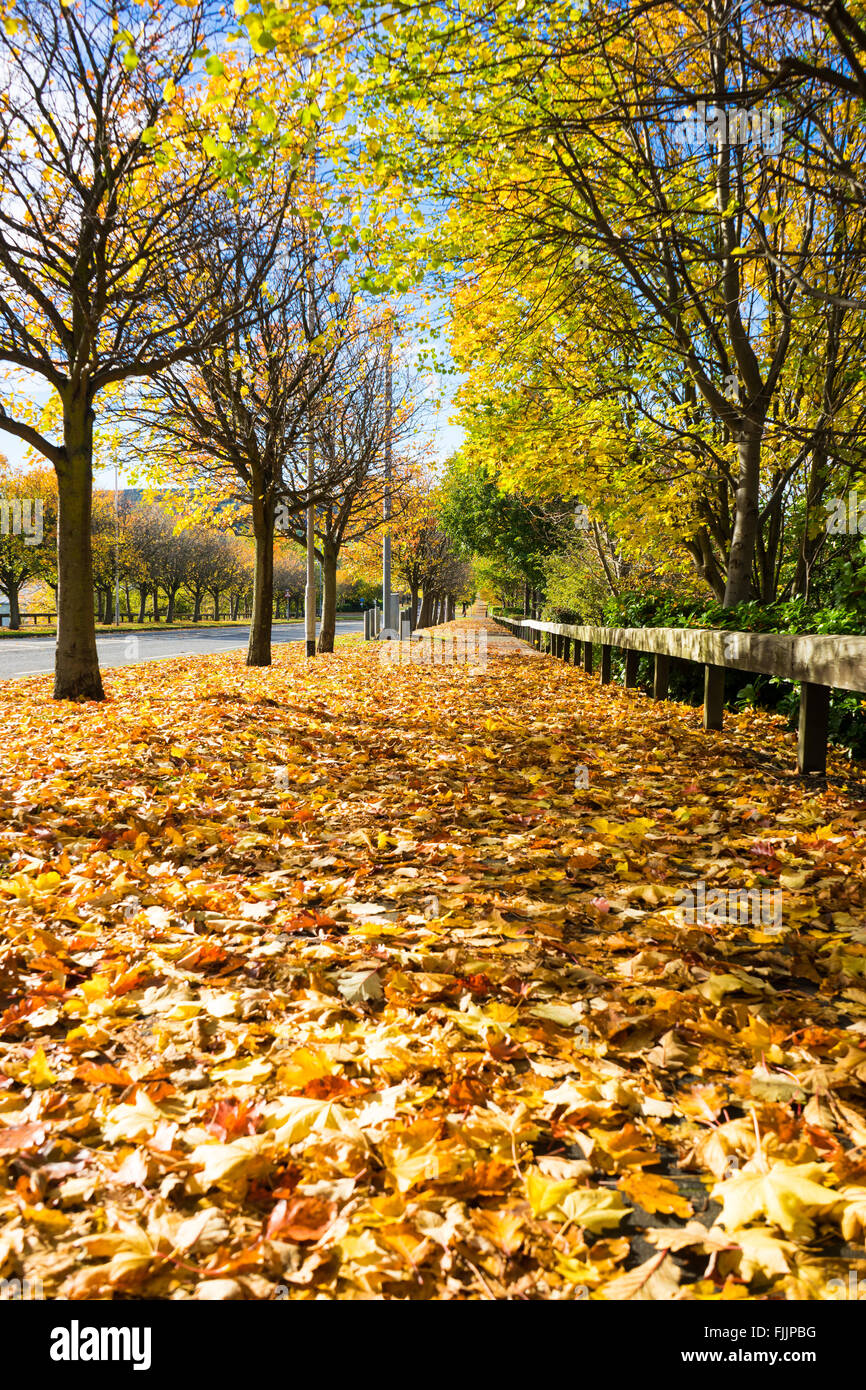 Pathway of Autumn leaves Stock Photo - Alamy