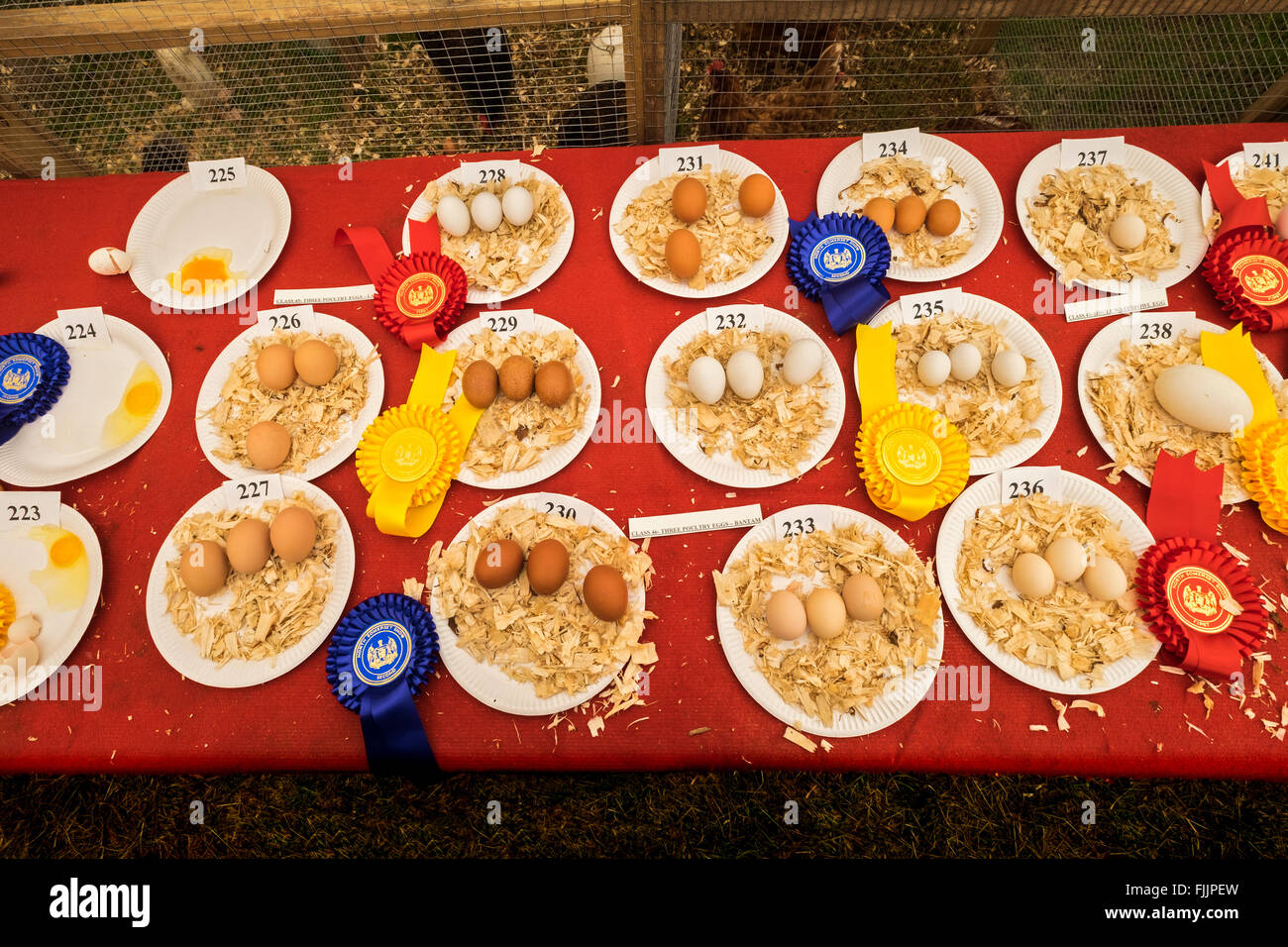 Prize winning eggs hi-res stock photography and images - Alamy