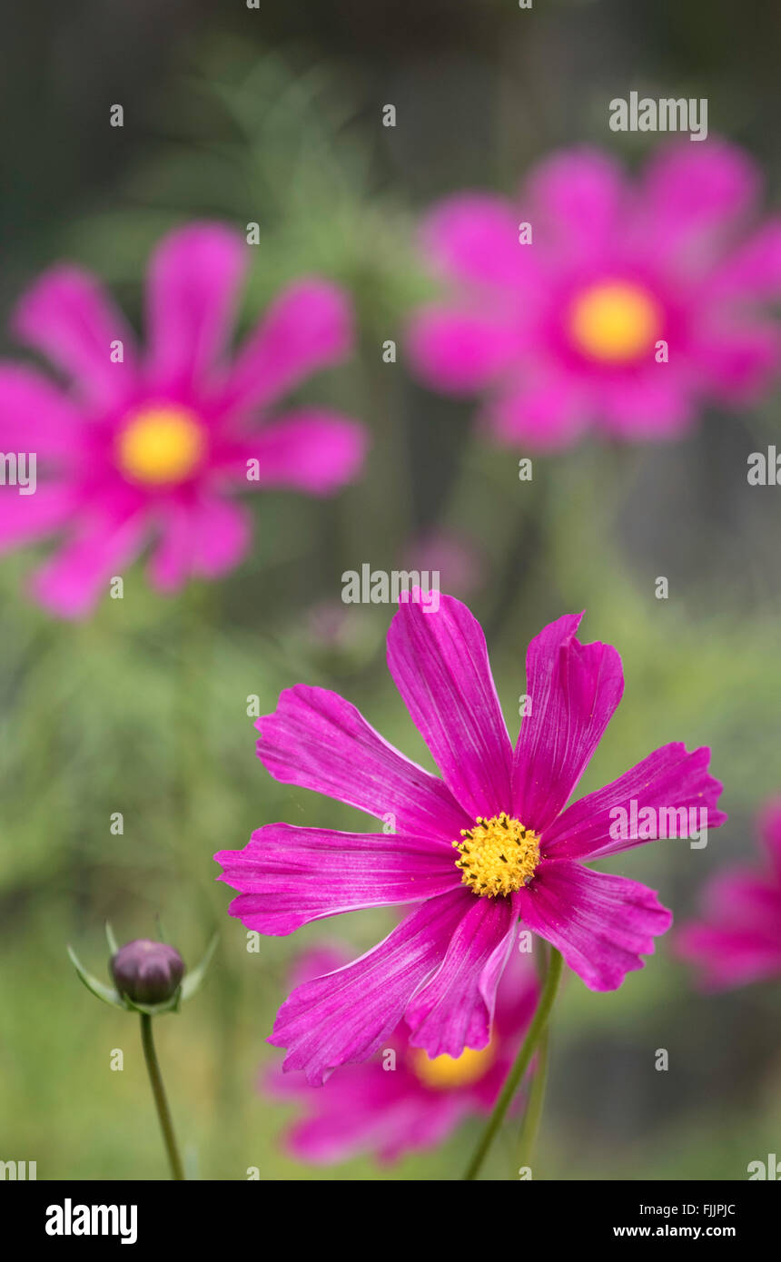Cosmos flower hi-res stock photography and images - Alamy