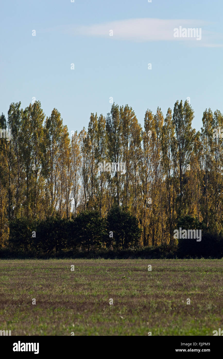 Lombardy Poplar Trees Populus Nigra High Resolution Stock Photography ...