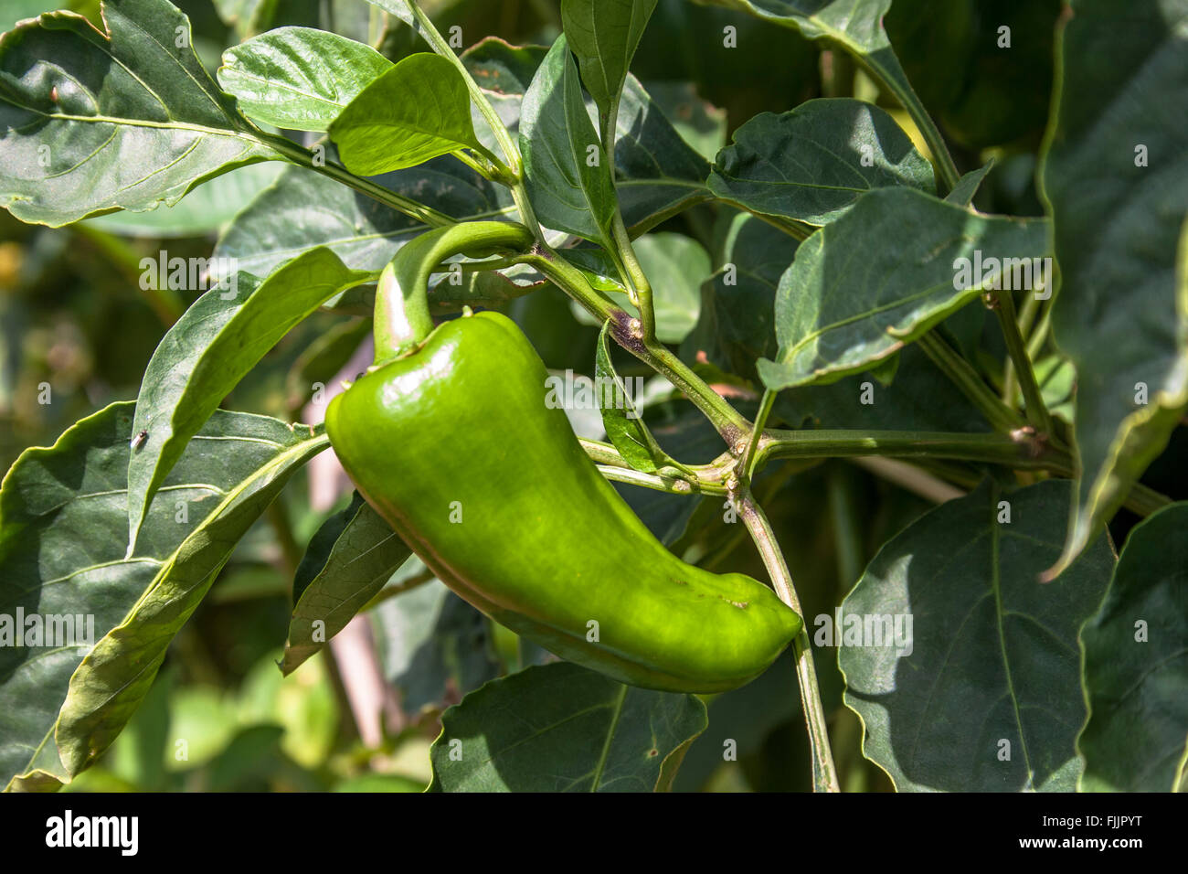 Brazil plantation hi-res stock photography and images - Alamy