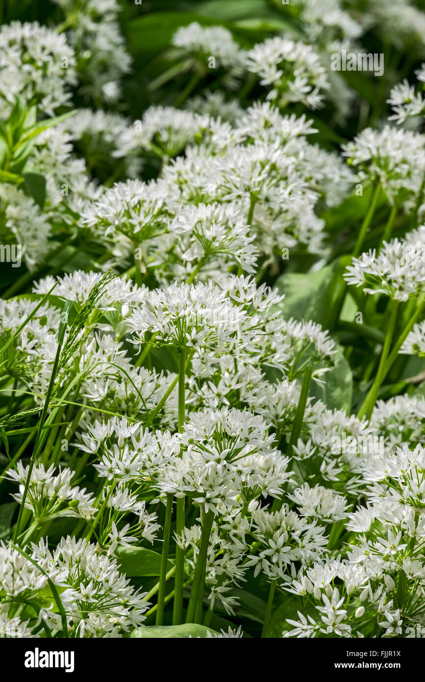 Wild Garlic flowers Allium ursinum Stock Photo - Alamy