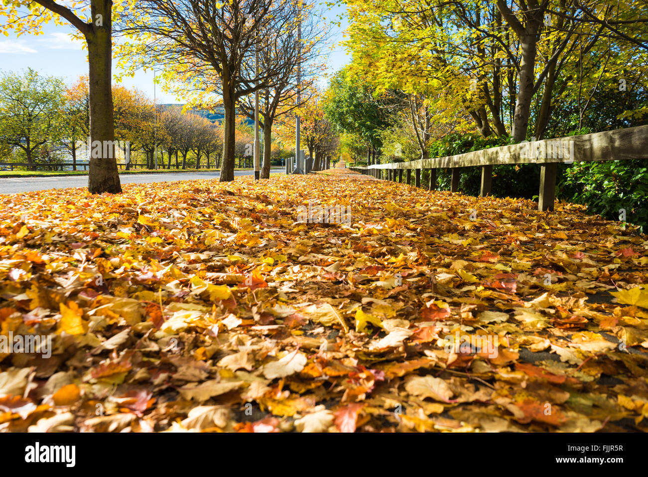 Pathway of Autumn leaves Stock Photo - Alamy